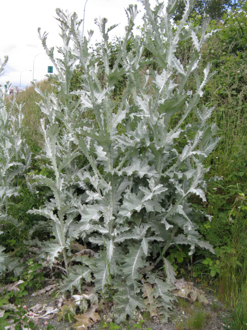 Scotch thistle - CKISS - Central Kootenay Invasive Species Society