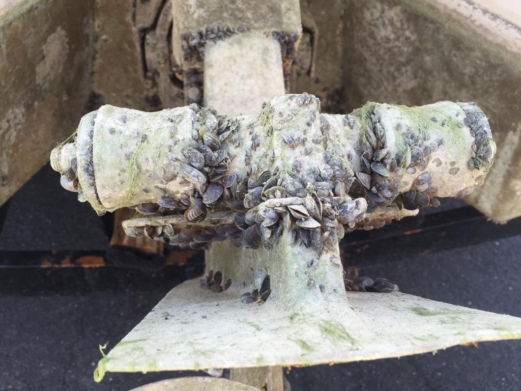 Phew! A zebra mussel infested boat was detected by BC inspection crew ...