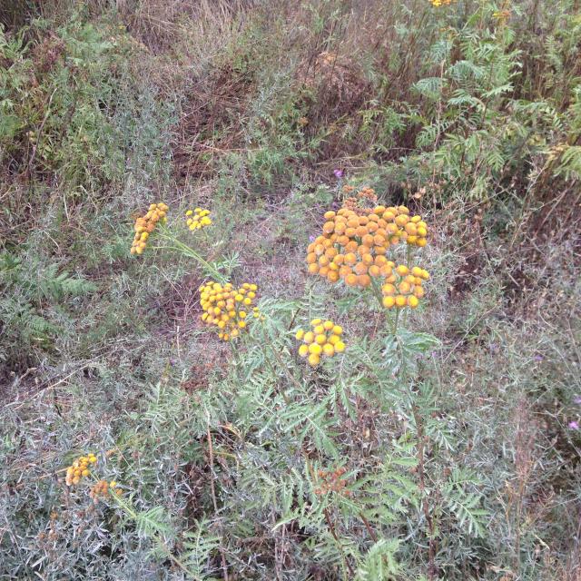 Alien Invader Challenge creates new "eyes on the ground" for invasive ...