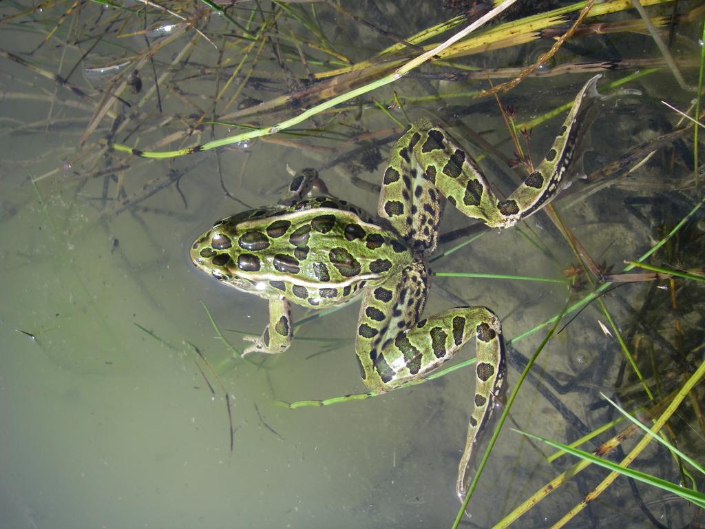 Invasive Bullfrogs have moved into Creston - CKISS - Central Kootenay ...