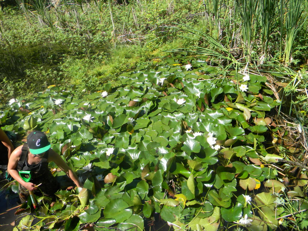 Are Water Lilies An Invasive Species at Rebecca Hart blog