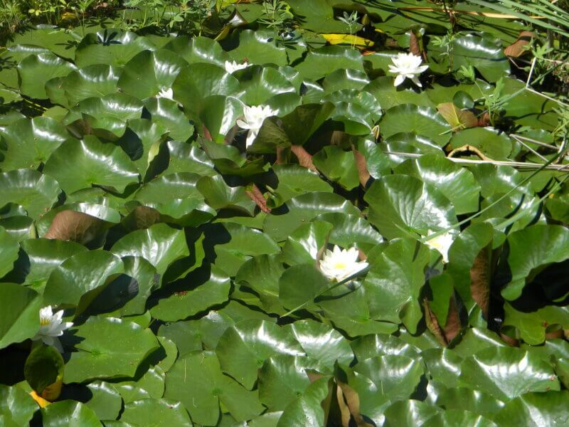 Fragrant Water Lily - CKISS - Central Kootenay Invasive Species Society