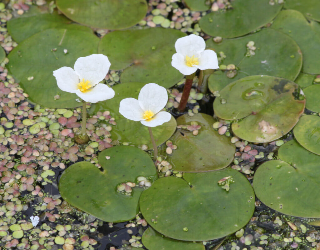 European/Common frog-bit - CKISS - Central Kootenay Invasive Species ...