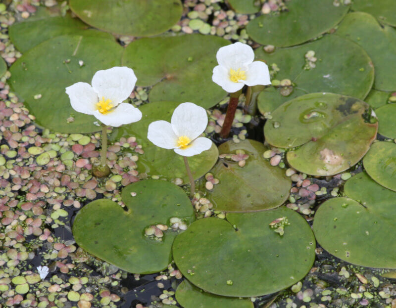 European/Common frog-bit - CKISS - Central Kootenay Invasive Species ...