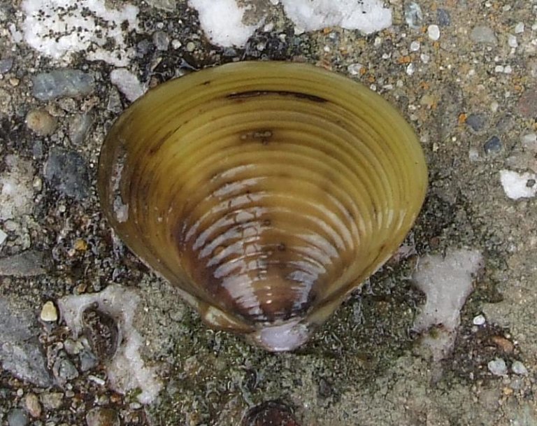 Asian Clam - CKISS - Central Kootenay Invasive Species Society