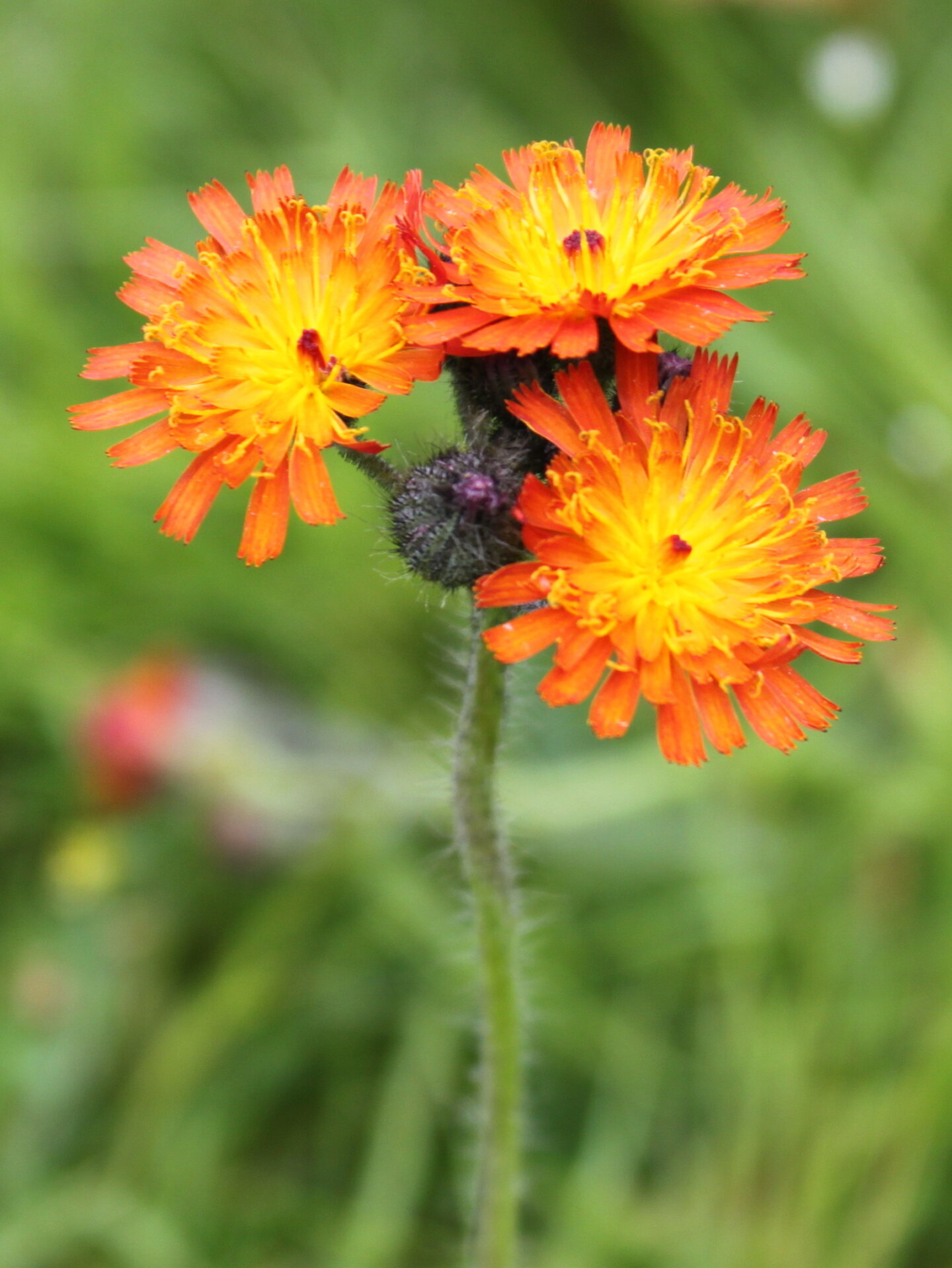 Orange_Hawkweed_(Pilosella_aurantiaca)_(4692981851) - CKISS - Central ...