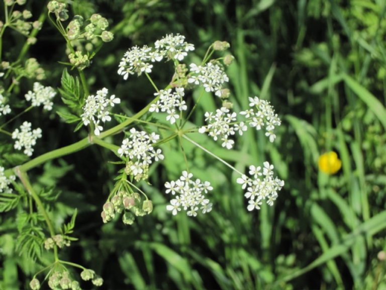 Wild chervil - CKISS - Central Kootenay Invasive Species Society