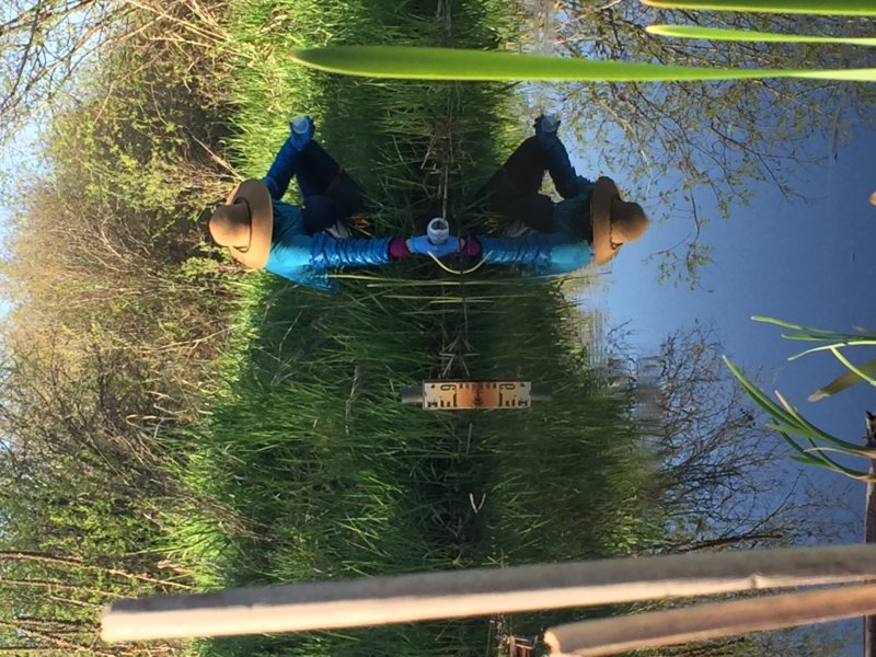 The Frog Blog: Invasive American bullfrog Q & A - CKISS - Central ...