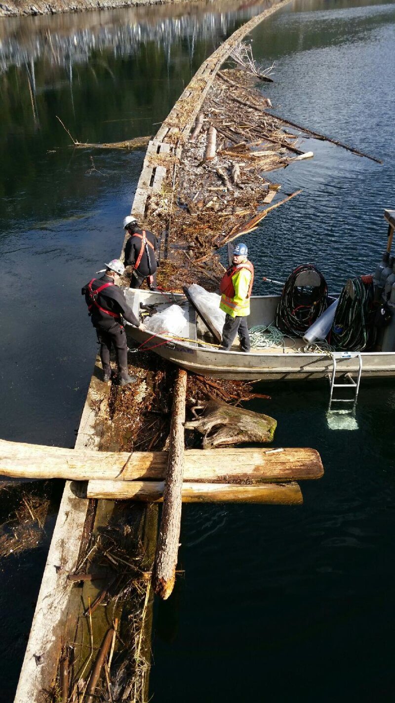 Kudos to FortisBC Inc. for removing invasive yellow flag iris from the ...