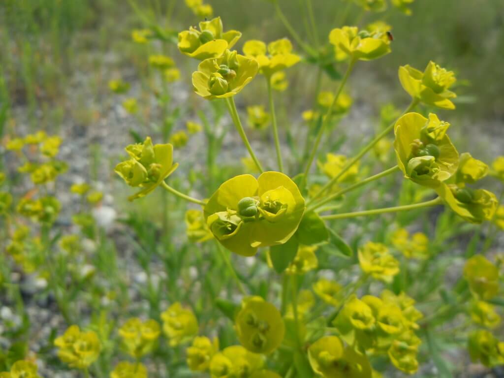 Leafy spurge - CKISS - Central Kootenay Invasive Species Society