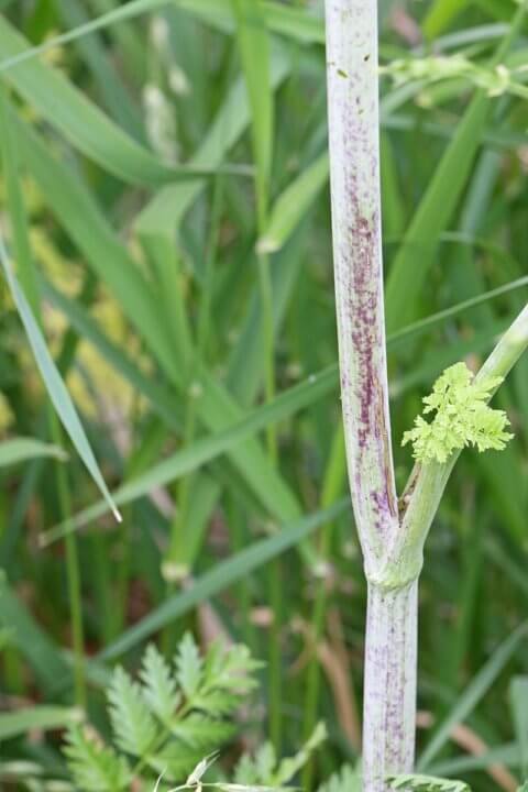 Hazardous Plants in the Kootenay Region: Poison Hemlock - CKISS ...