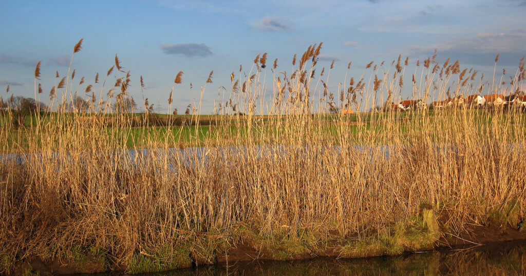 European common reed - CKISS - Central Kootenay Invasive Species Society