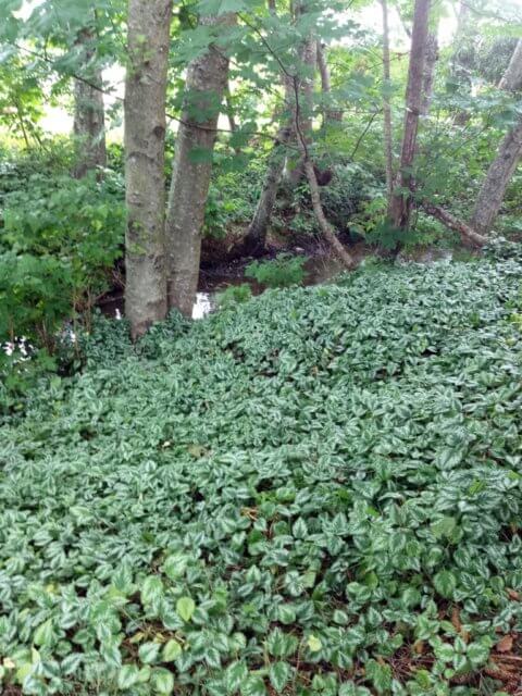 Yellow archangel - CKISS - Central Kootenay Invasive Species Society
