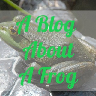 The Frog Blog: Invasive American bullfrog Q & A - CKISS - Central ...