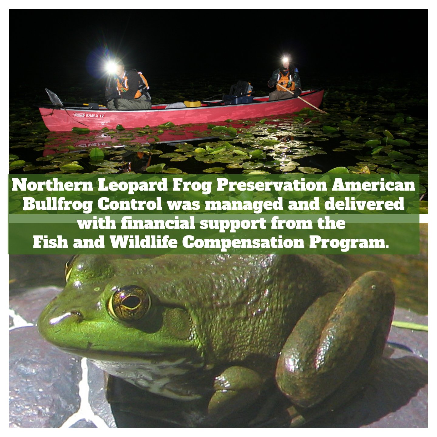 FWCP Bullfrogs - CKISS - Central Kootenay Invasive Species Society