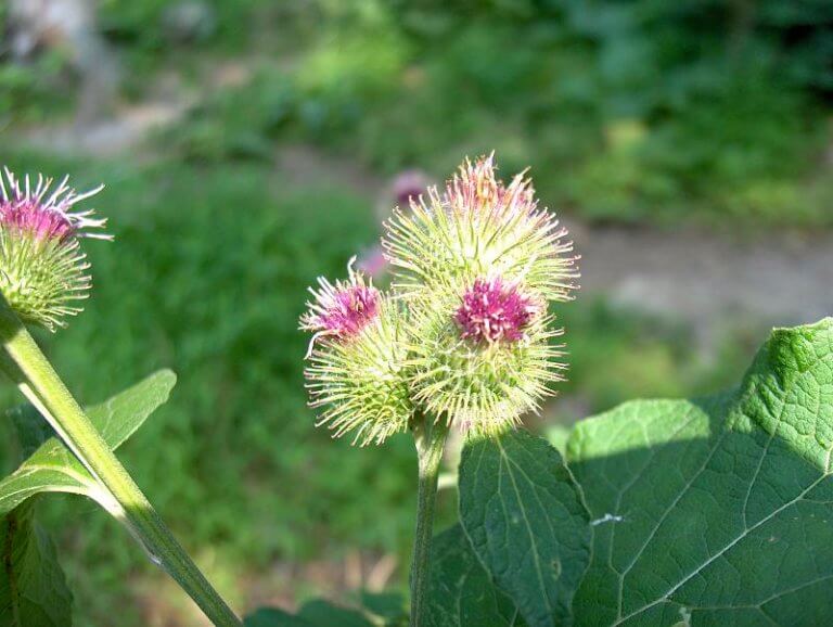 Common Burdock - CKISS - Central Kootenay Invasive Species Society