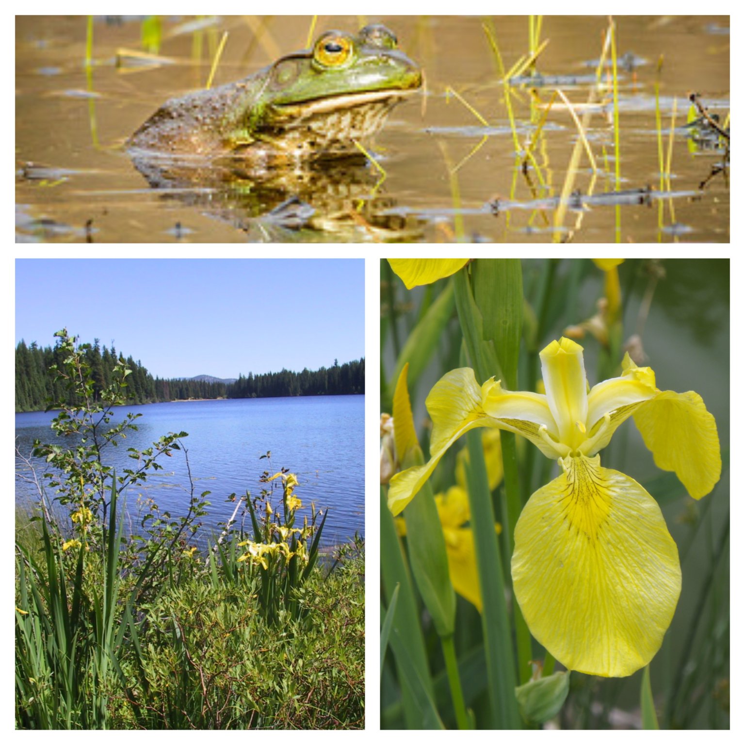 May 27, 2020: Free Student Webinar! From Here & Away; Exploring the ...