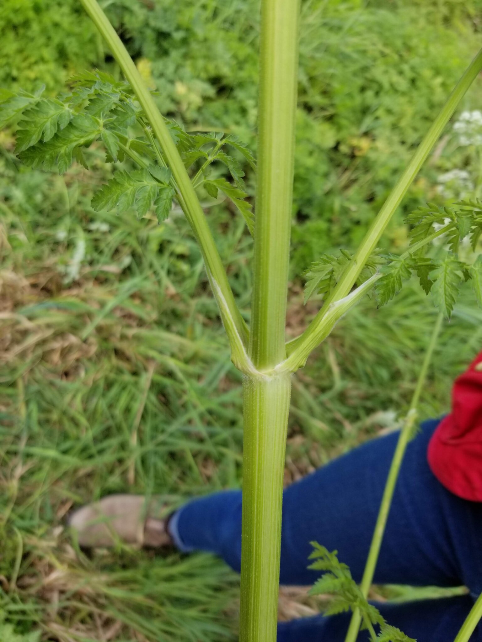 Wild chervil - CKISS - Central Kootenay Invasive Species Society