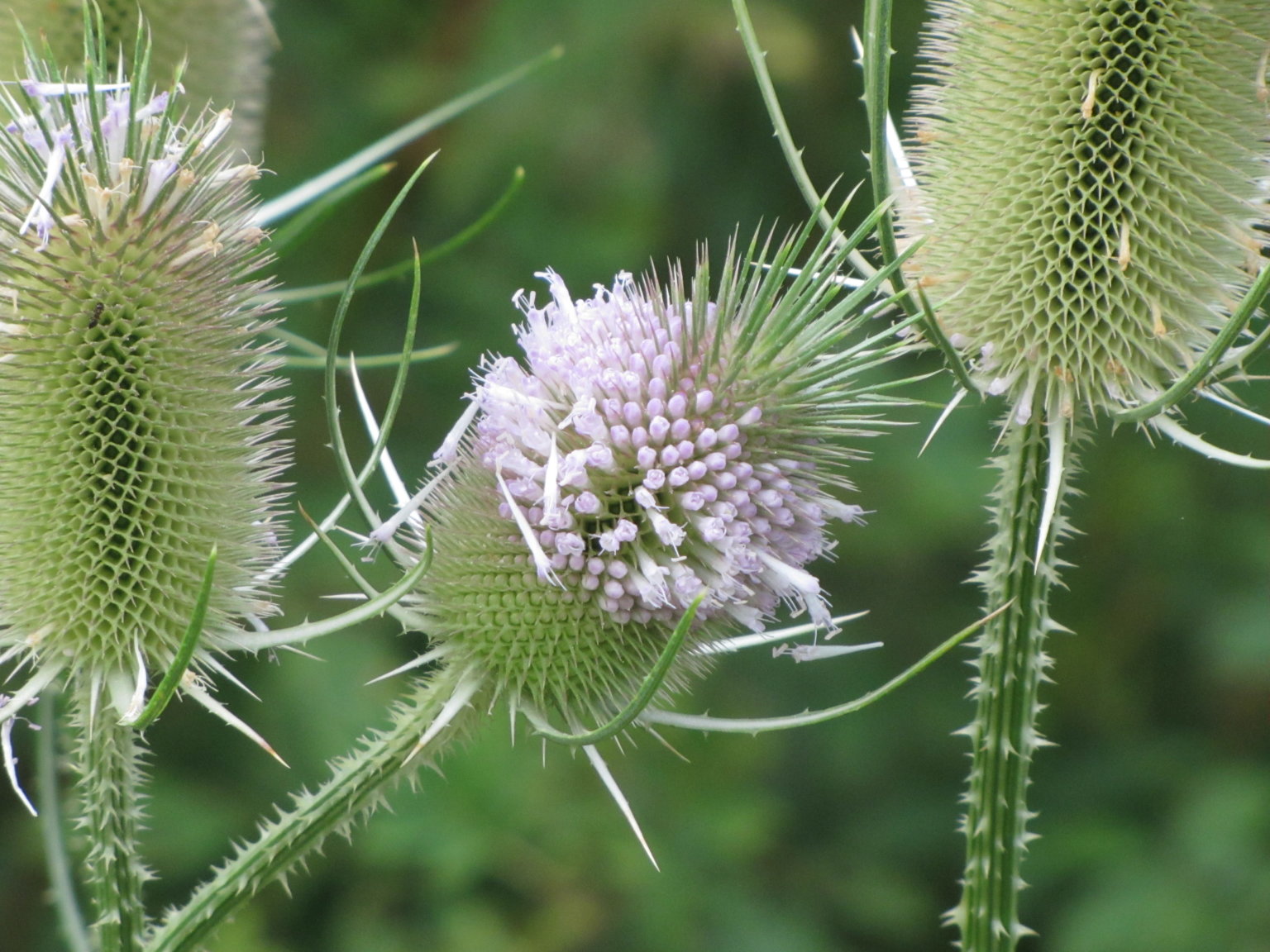 Fuller's teasel - CKISS - Central Kootenay Invasive Species Society