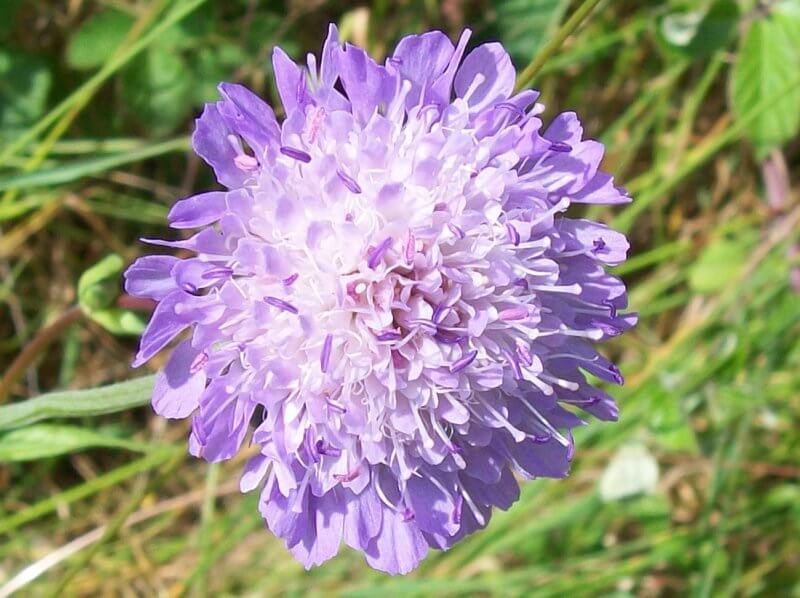 Field scabious - CKISS - Central Kootenay Invasive Species Society
