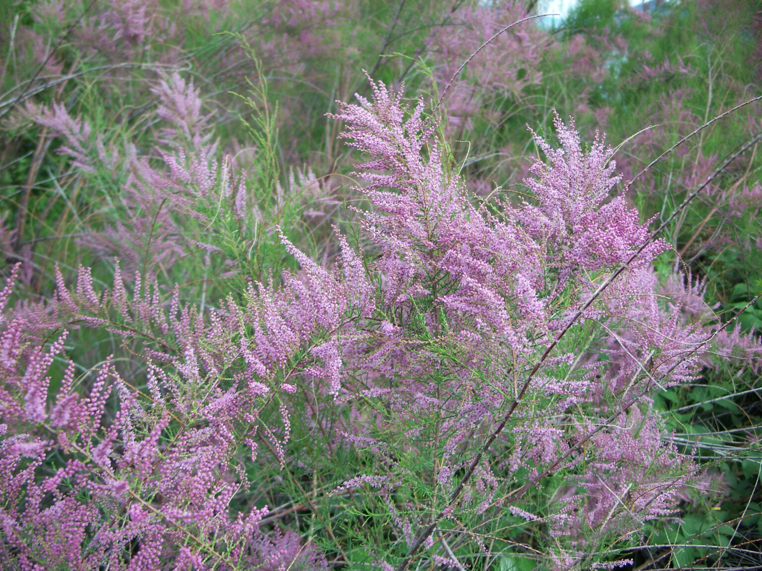 Salt cedar - CKISS - Central Kootenay Invasive Species Society