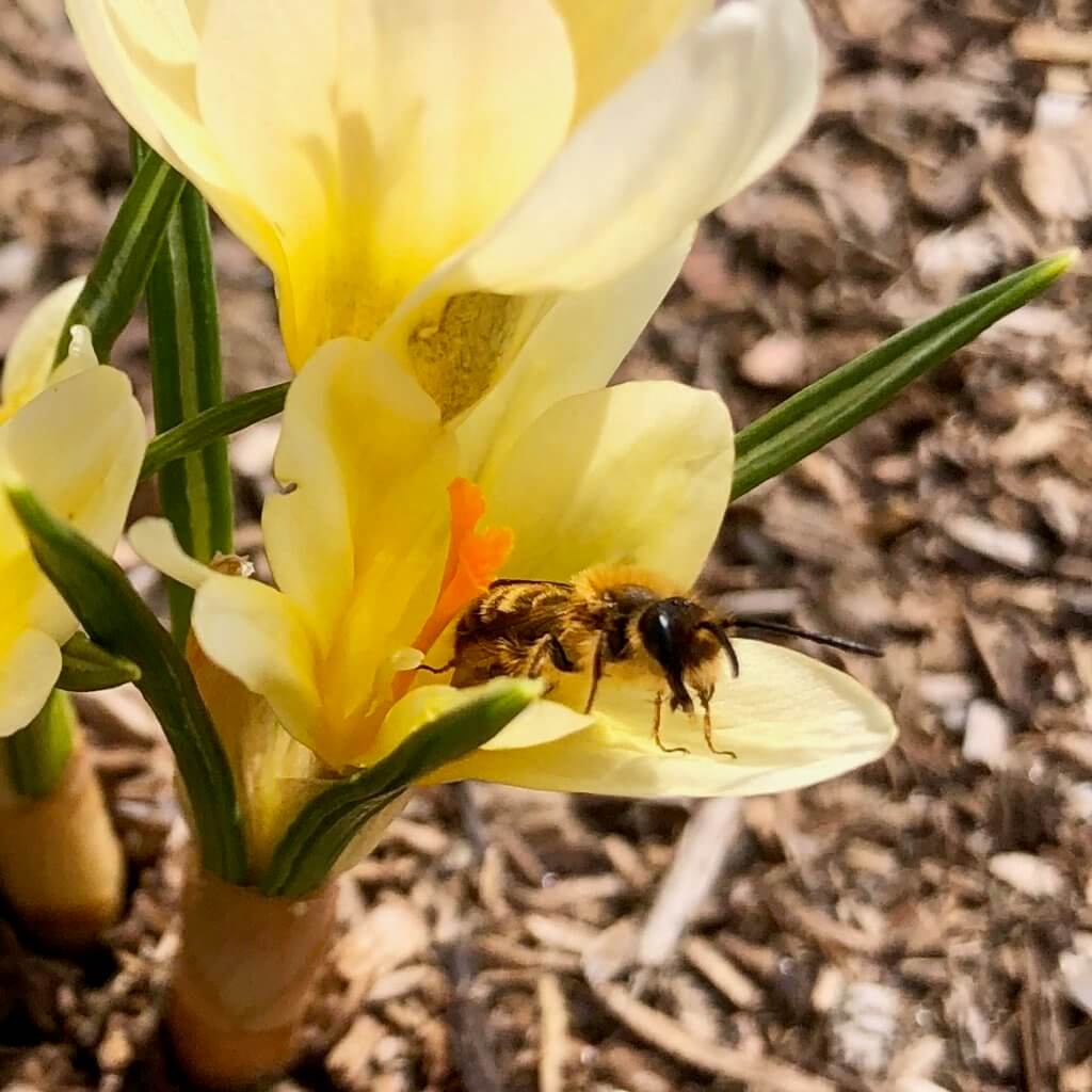 Planting NOW for the future! CKISS launches Eco Garden Project during ...