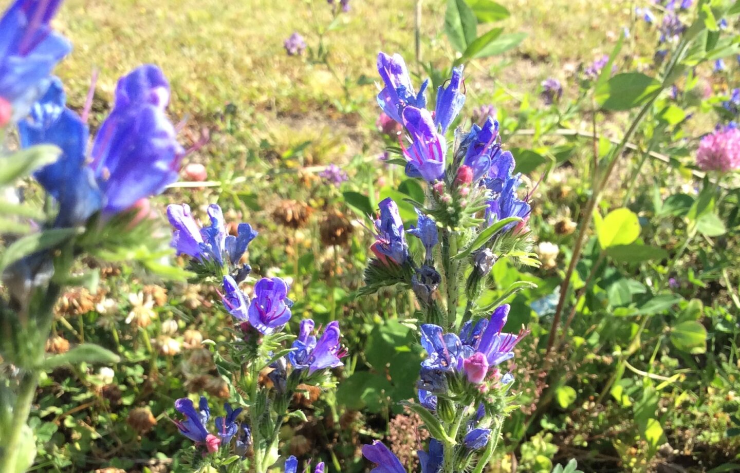 Blueweed - CKISS - Central Kootenay Invasive Species Society