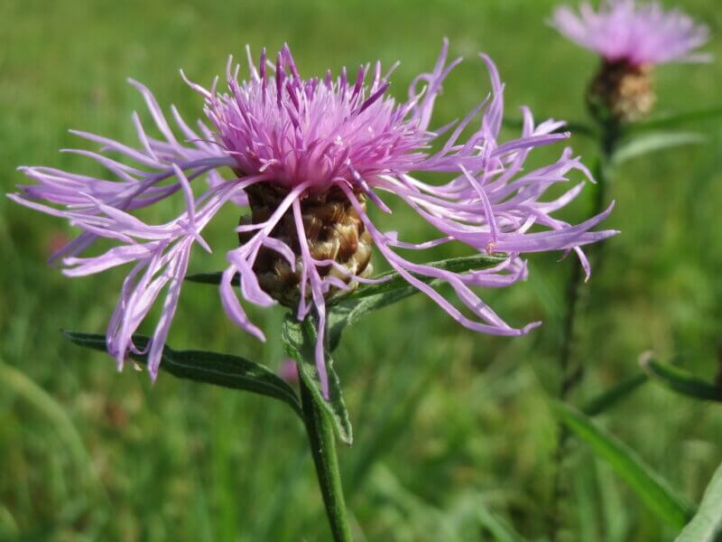 Brown Knapweed - CKISS - Central Kootenay Invasive Species Society