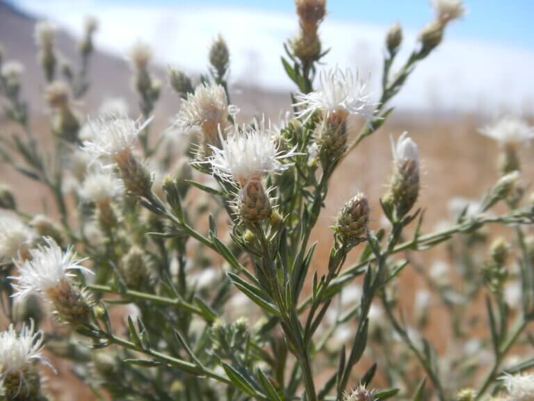 Diffuse Knapweed - CKISS - Central Kootenay Invasive Species Society