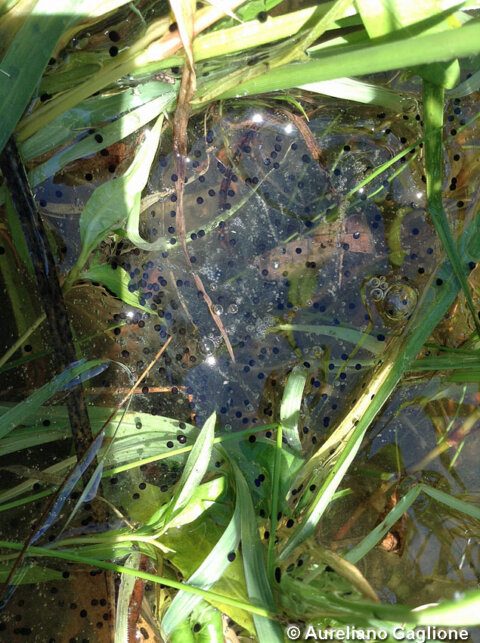 We need your help this spring saving native frogs! Learn how to ID and ...