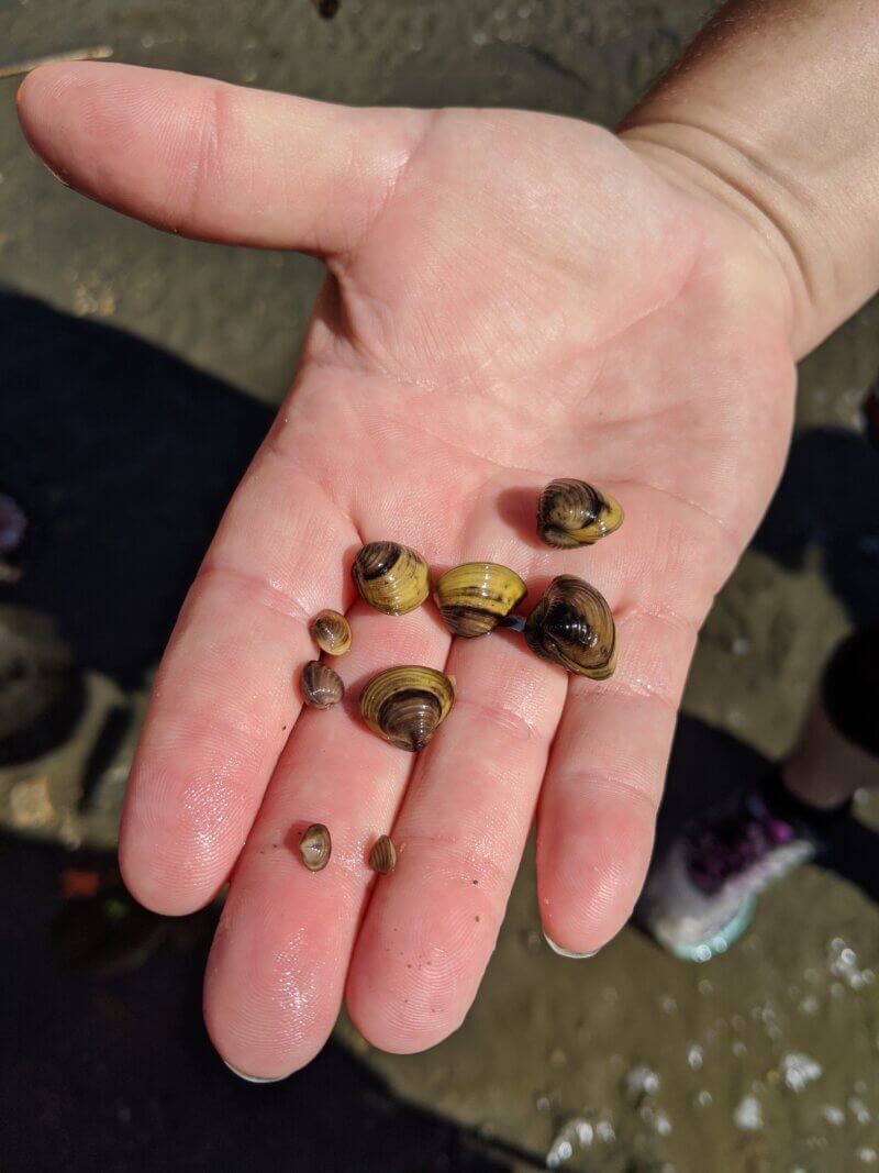 Invasive Asian Clams Confirmed in Central Kootenay Region - CKISS ...