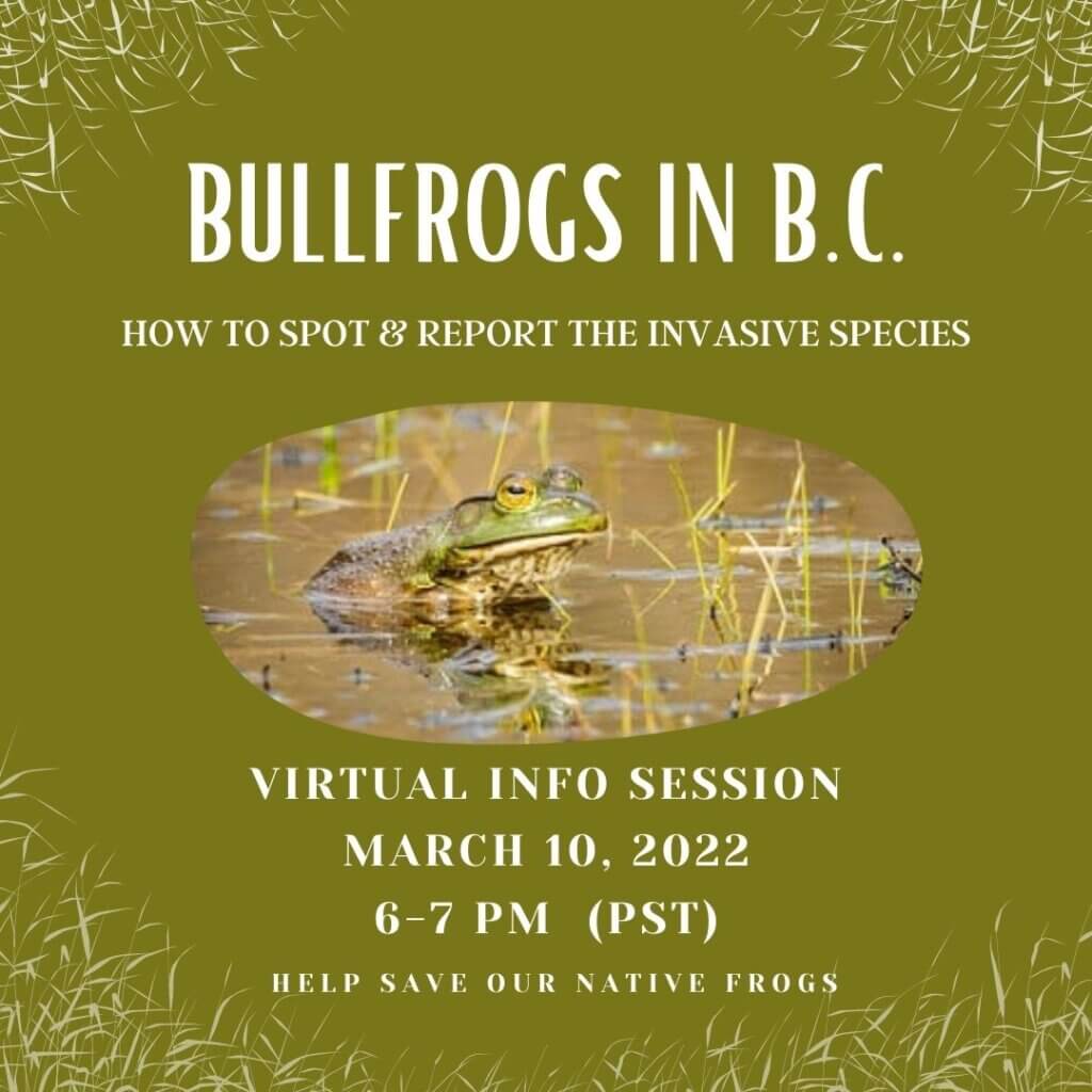 March 10, 2022: Virtual Info Session, Bullfrogs in B.C. How to spot and ...