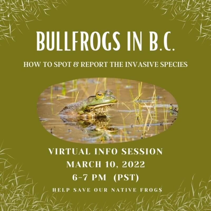 March 10, 2022: Virtual Info Session, Bullfrogs in B.C. How to spot and ...