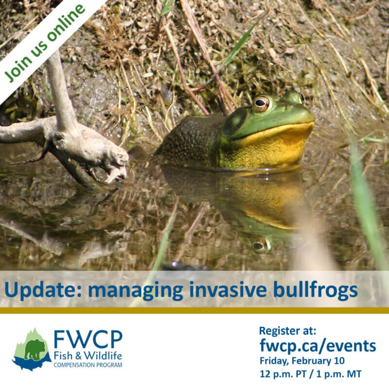 February 10, 2023: Virtual Update: Managing invasive bullfrogs - CKISS ...