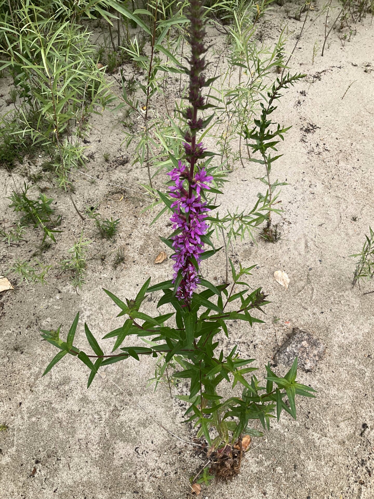Purple loosestrife - CKISS - Central Kootenay Invasive Species Society