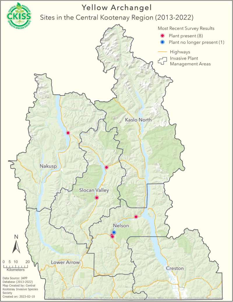 Yellow archangel - CKISS - Central Kootenay Invasive Species Society
