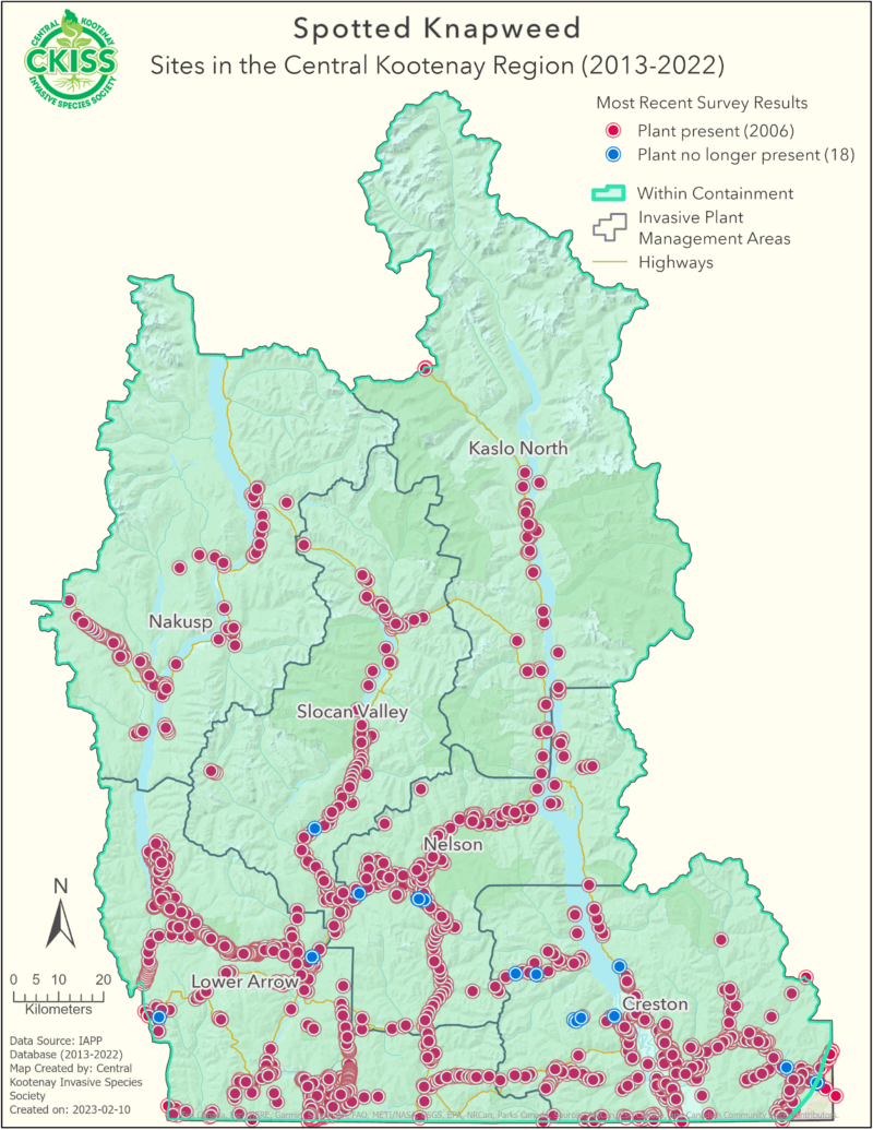 Spotted Knapweed - CKISS - Central Kootenay Invasive Species Society