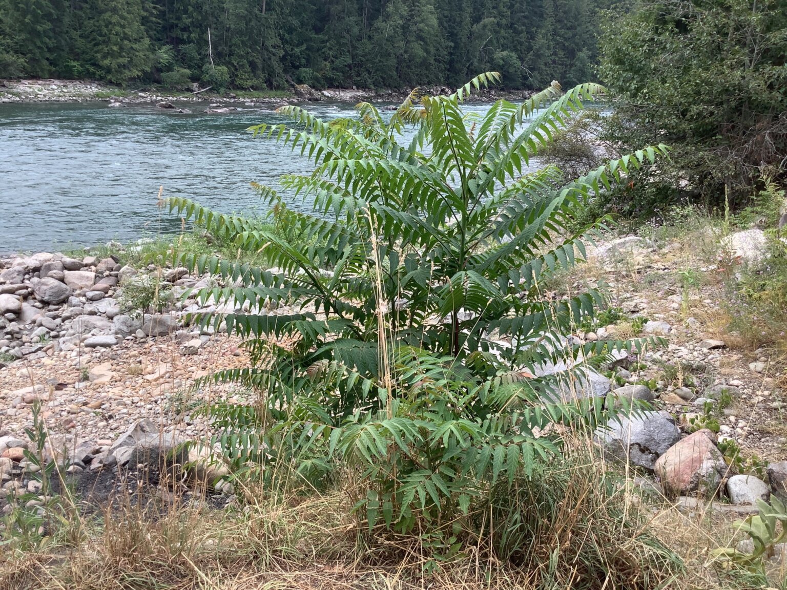 Tree of heaven - CKISS - Central Kootenay Invasive Species Society