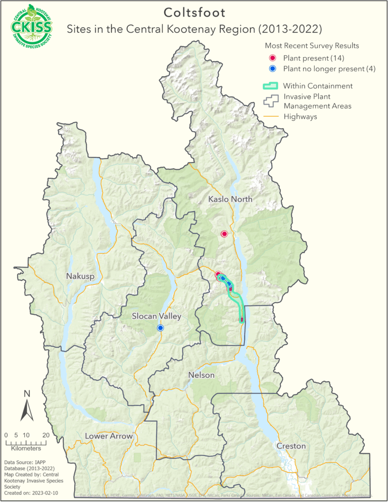Coltsfoot - CKISS - Central Kootenay Invasive Species Society