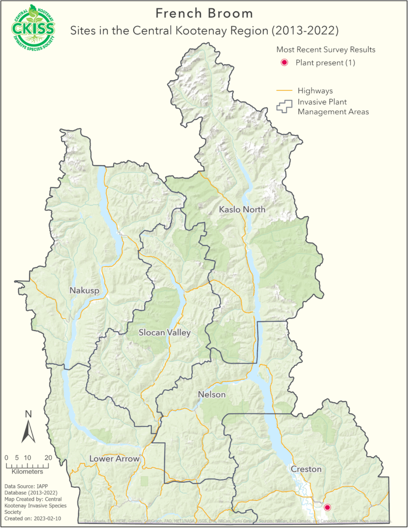 French broom - CKISS - Central Kootenay Invasive Species Society