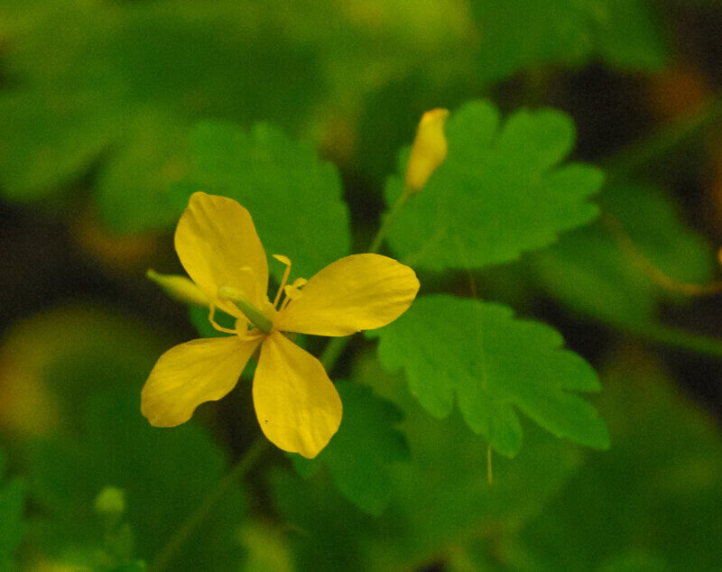 Greater calendine - CKISS - Central Kootenay Invasive Species Society