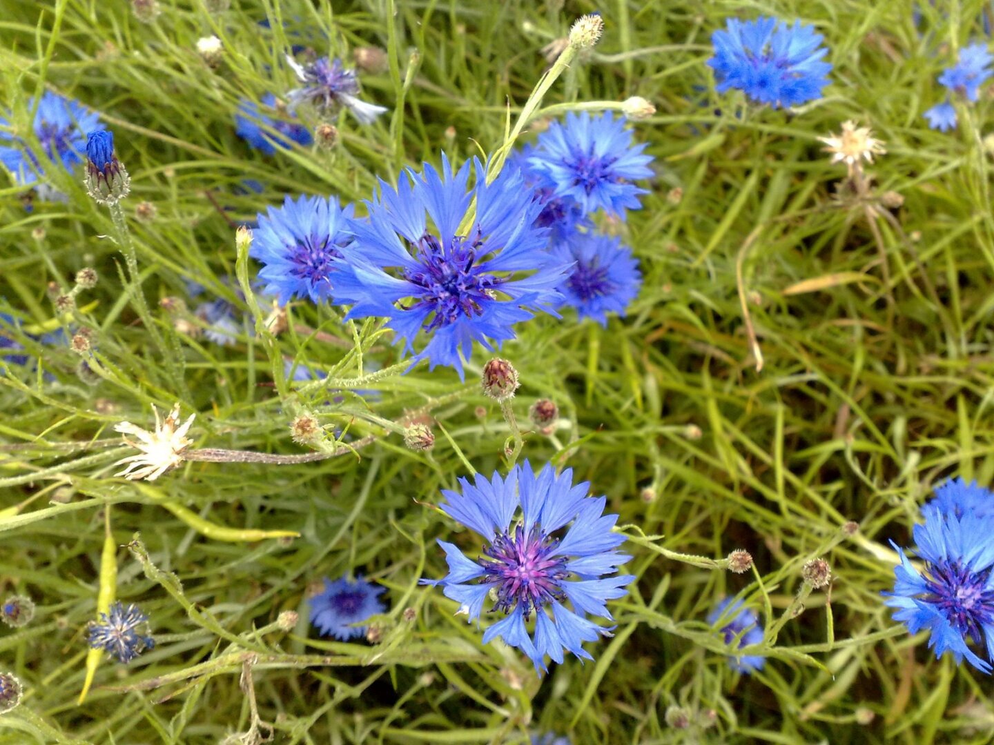 Bachelor's button - CKISS - Central Kootenay Invasive Species Society