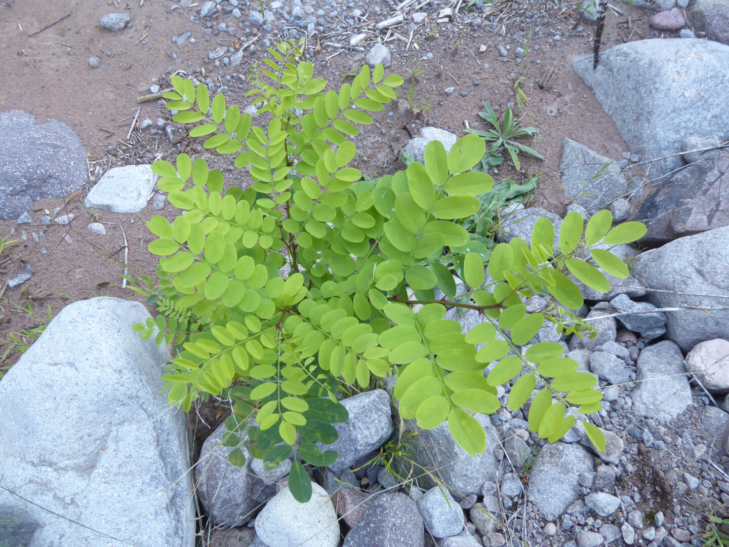 Black locust - CKISS - Central Kootenay Invasive Species Society