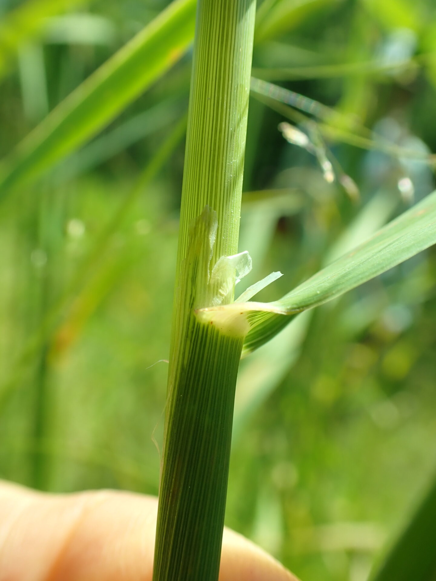Reed canary grass - CKISS - Central Kootenay Invasive Species Society
