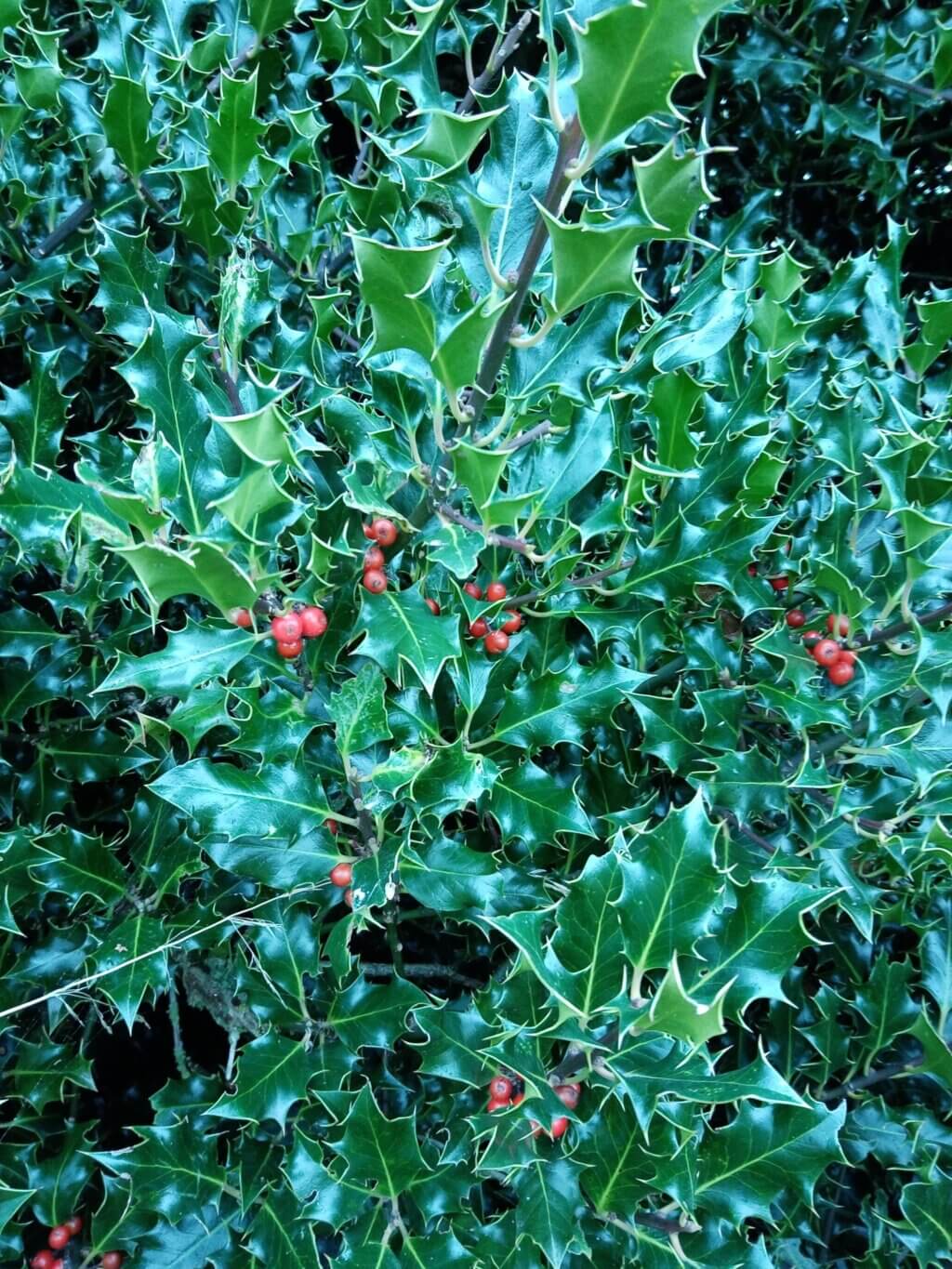 English Holly - CKISS - Central Kootenay Invasive Species Society