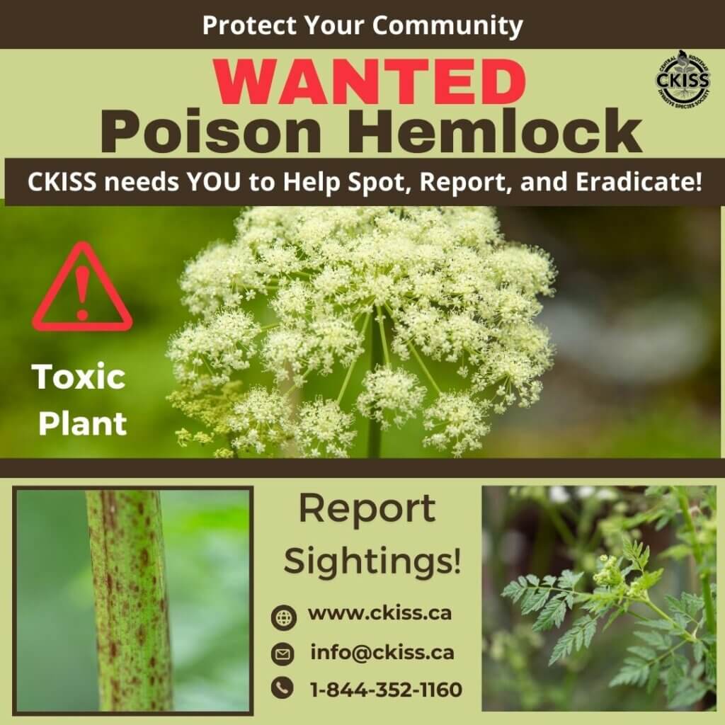 Invasive Species Priority Lists - CKISS - Central Kootenay Invasive ...