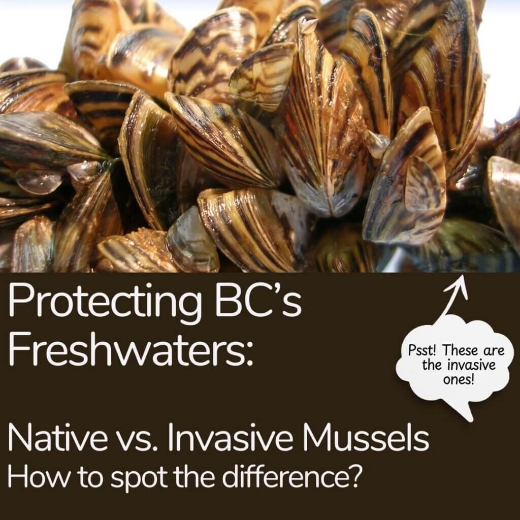 What are invasive species? - CKISS - Central Kootenay Invasive Species ...