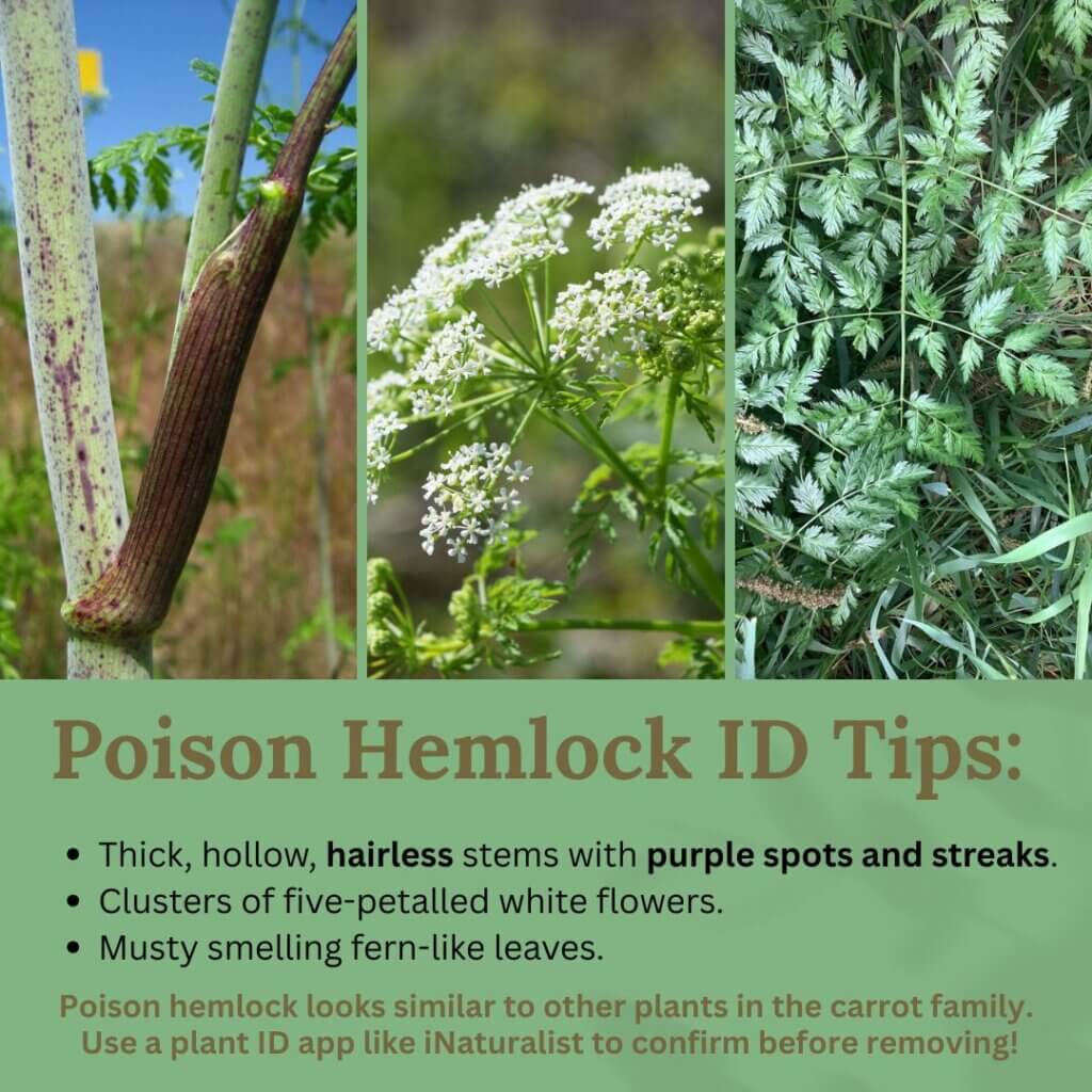 Spot It. Report It. Get Paid : Financial rewards for reporting toxic poison hemlock using the ...