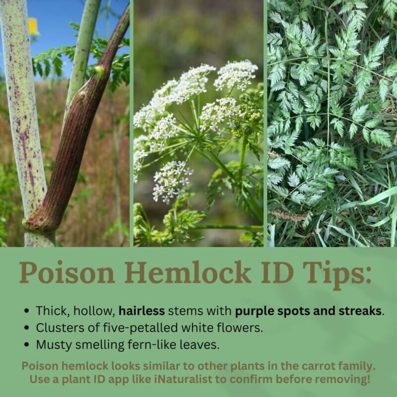 Poison Hemlock ID Tips - CKISS - Central Kootenay Invasive Species Society