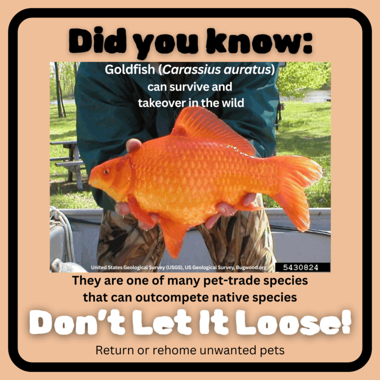 Don’t Let It Loose: Goldfish in BC Waters - CKISS - Central Kootenay ...